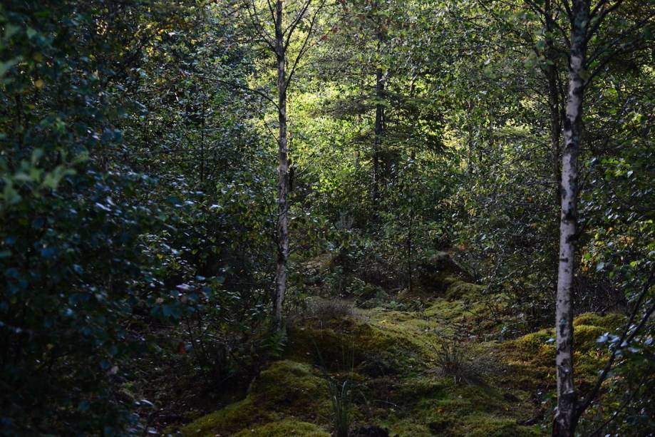 I can hear the storm roaring through the forest. – The Cottage by the ...