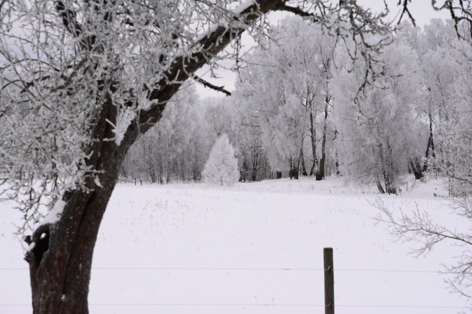 Finally, it is getting less cold! – The Cottage by the crane lake.