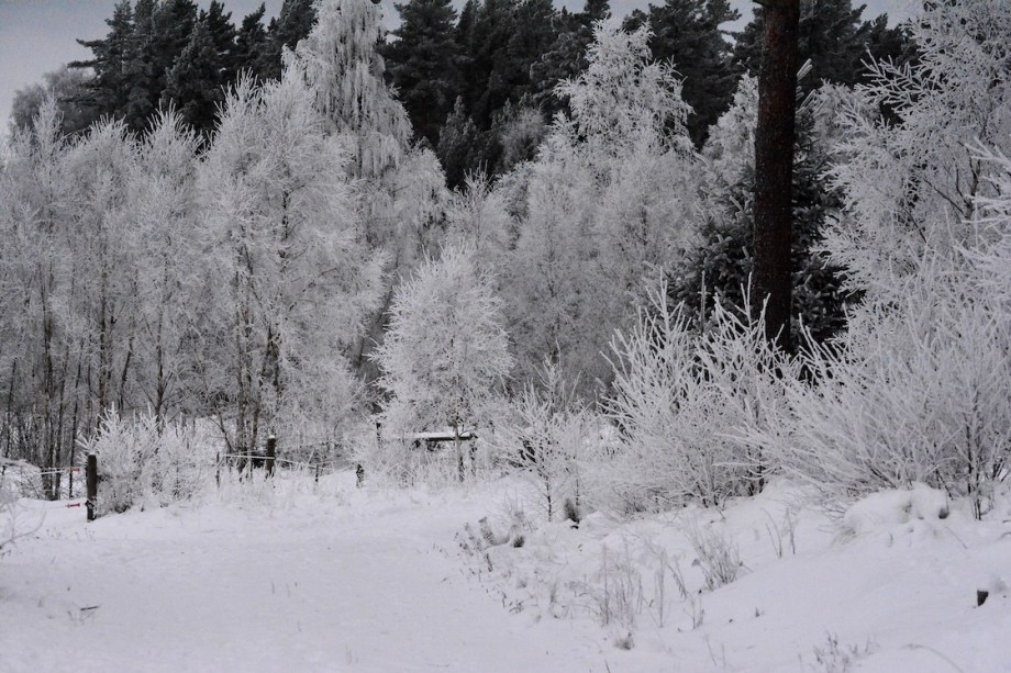 Finally, it is getting less cold! – The Cottage by the crane lake.